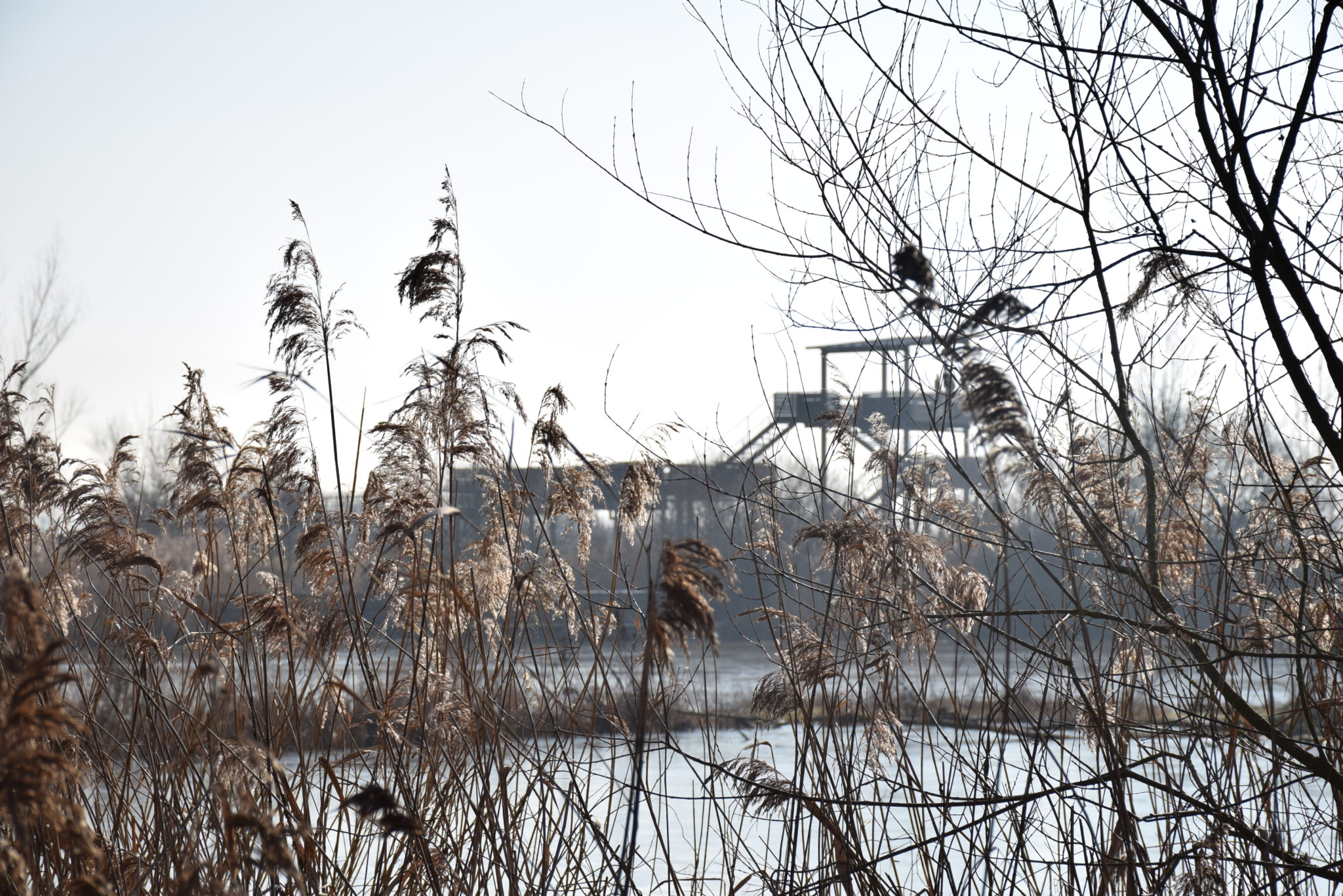 Winterschlaf auf der Vogelinsel am Altmühlsee? - Seen.Land.Blog - Tipps ...